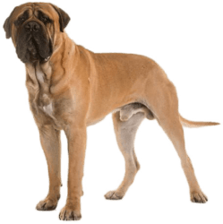 Living Large! Giant Dog Breeds That Make Great Companions - DogCentric Life