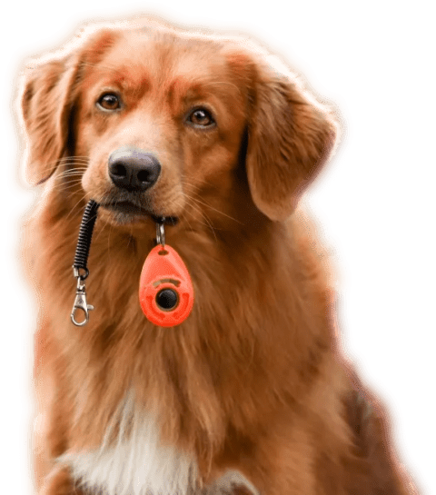 Aversive Dog Training: Why You Need To Know The Risks - DogCentric Life