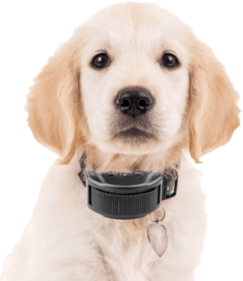 Aversive Dog Training: Why You Need To Know The Risks - DogCentric Life